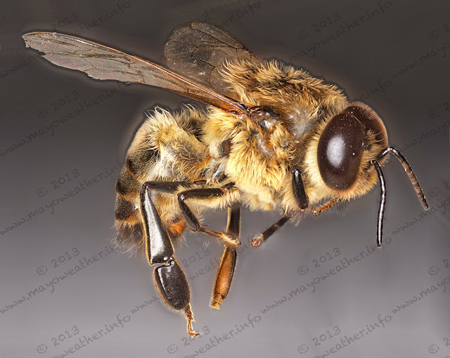 Corona Apicultores: MORFOLOGÍA DEL APARATO REPRODUCTOR DEL ZÁNGANO Y ...