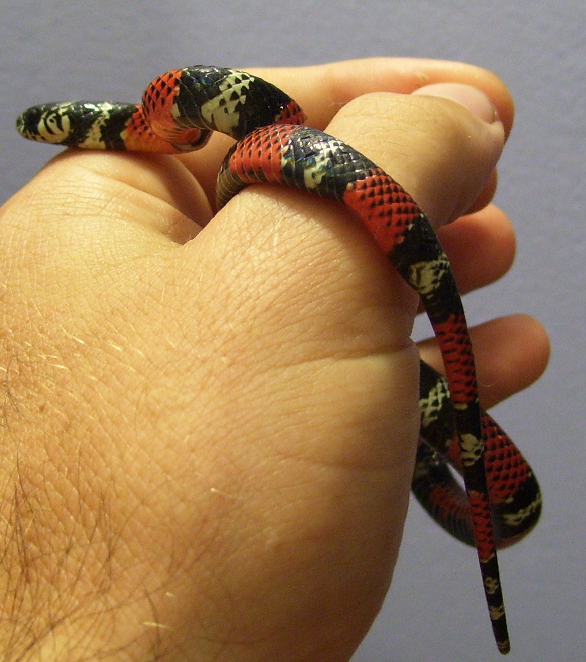 Central America: False Coral Snake