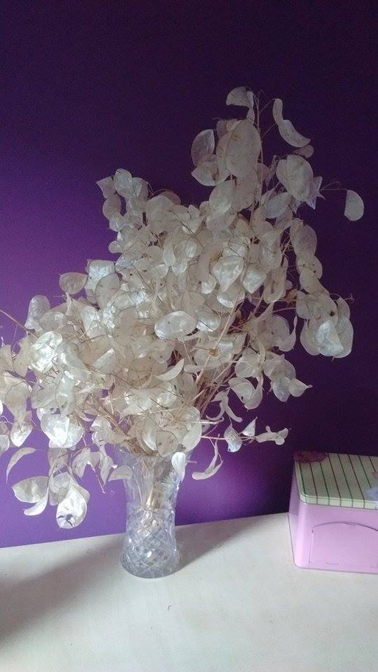 LUNARIA ANNUA ( Flor de nacar ) - El Jardín de Elbe