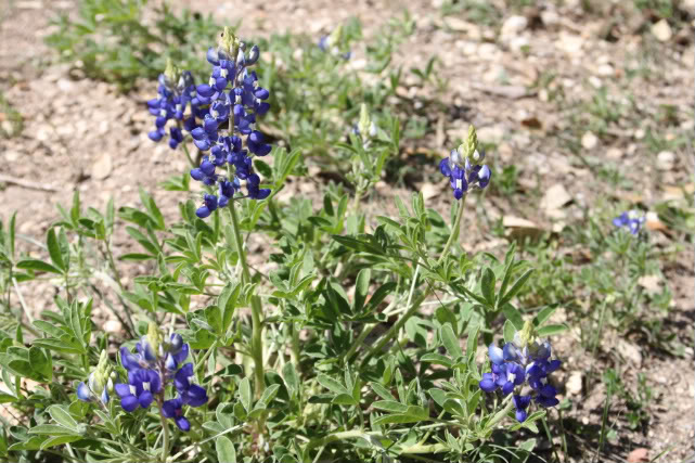 Rock-Oak-Deer: Growing Texas Bluebonnets from Seed