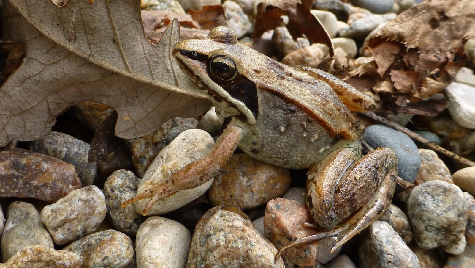 Fair Isle: Minnesota Wildlife - Butterflies, Frogs and BIRDS!