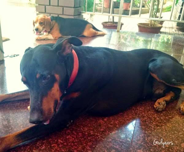 The Canine's Guide to Nurturing Humanity #1000Speak