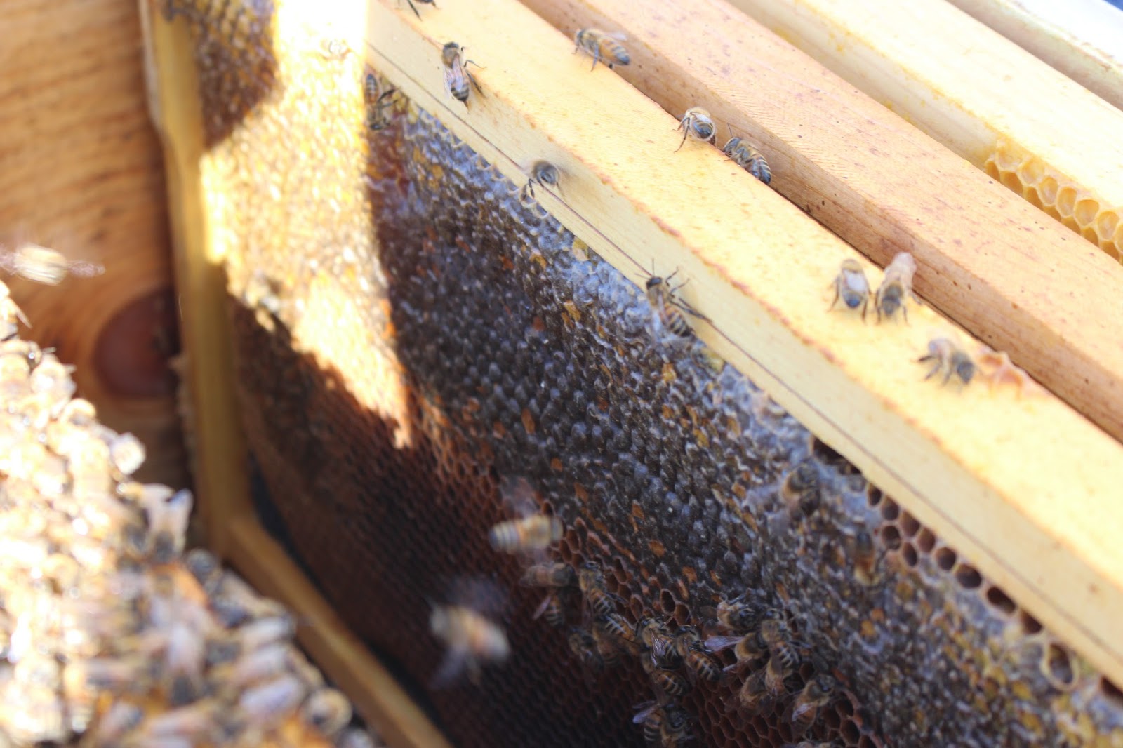 Chicken Scratch Poultry: Bee Hive Spring Preparation