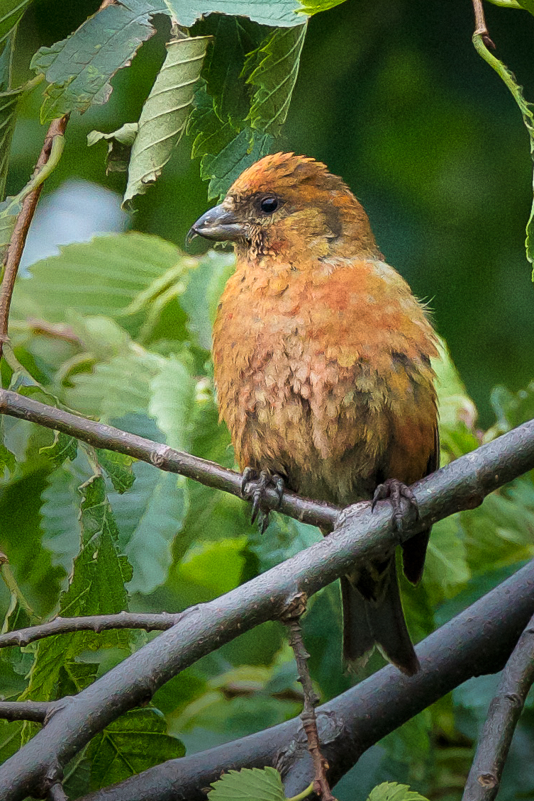 Feather Tailed Stories: Red Crossbill
