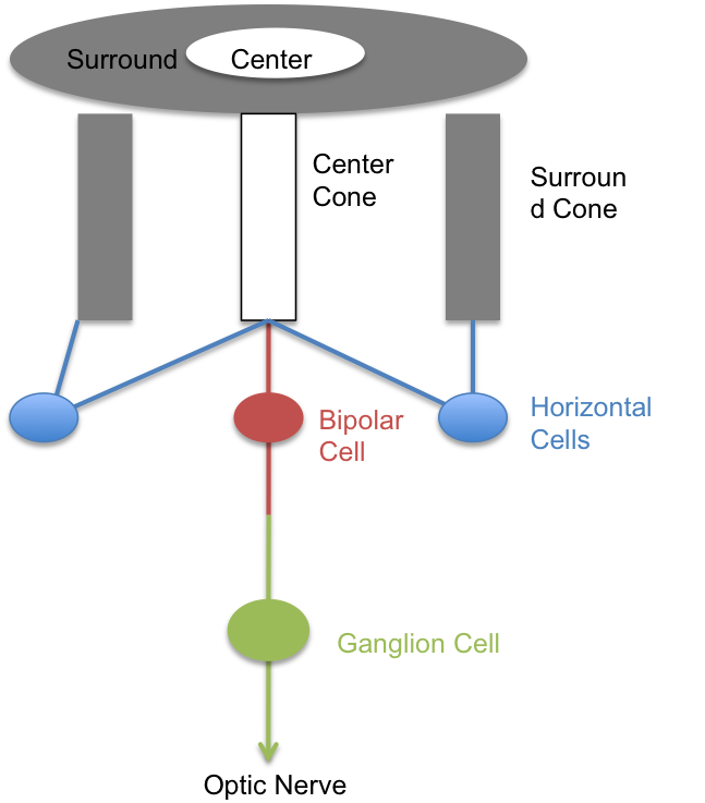 生命科學迷的浮生掠影: 視覺(vision)的奧秘 3-1-2013