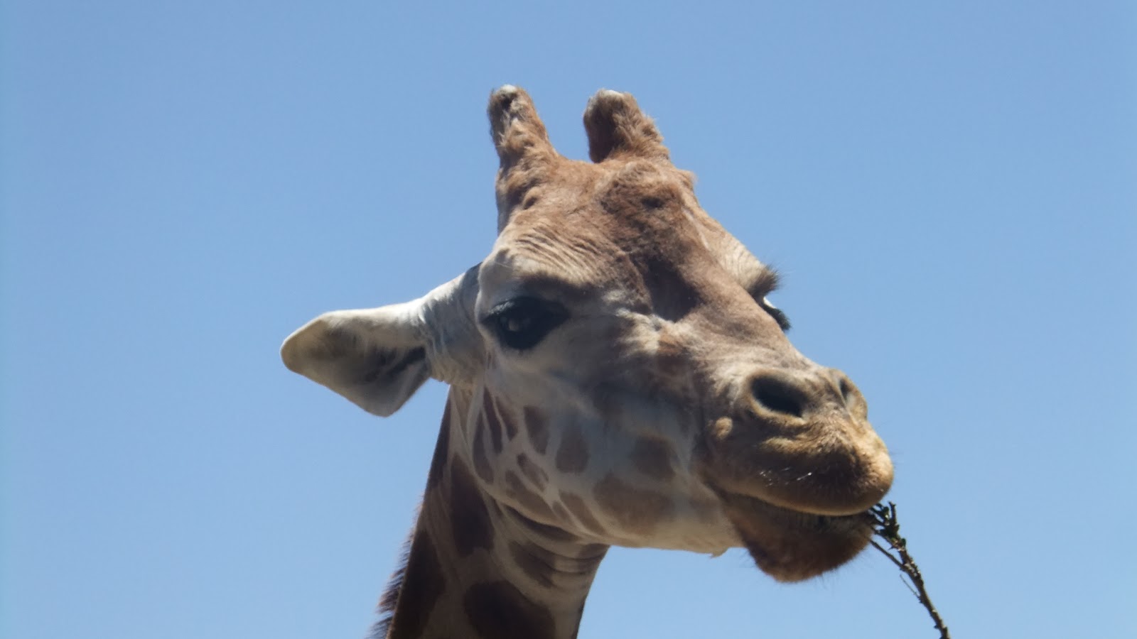 Justina-Overseas: Taronga Zoologijos Sodas Sidnėjus