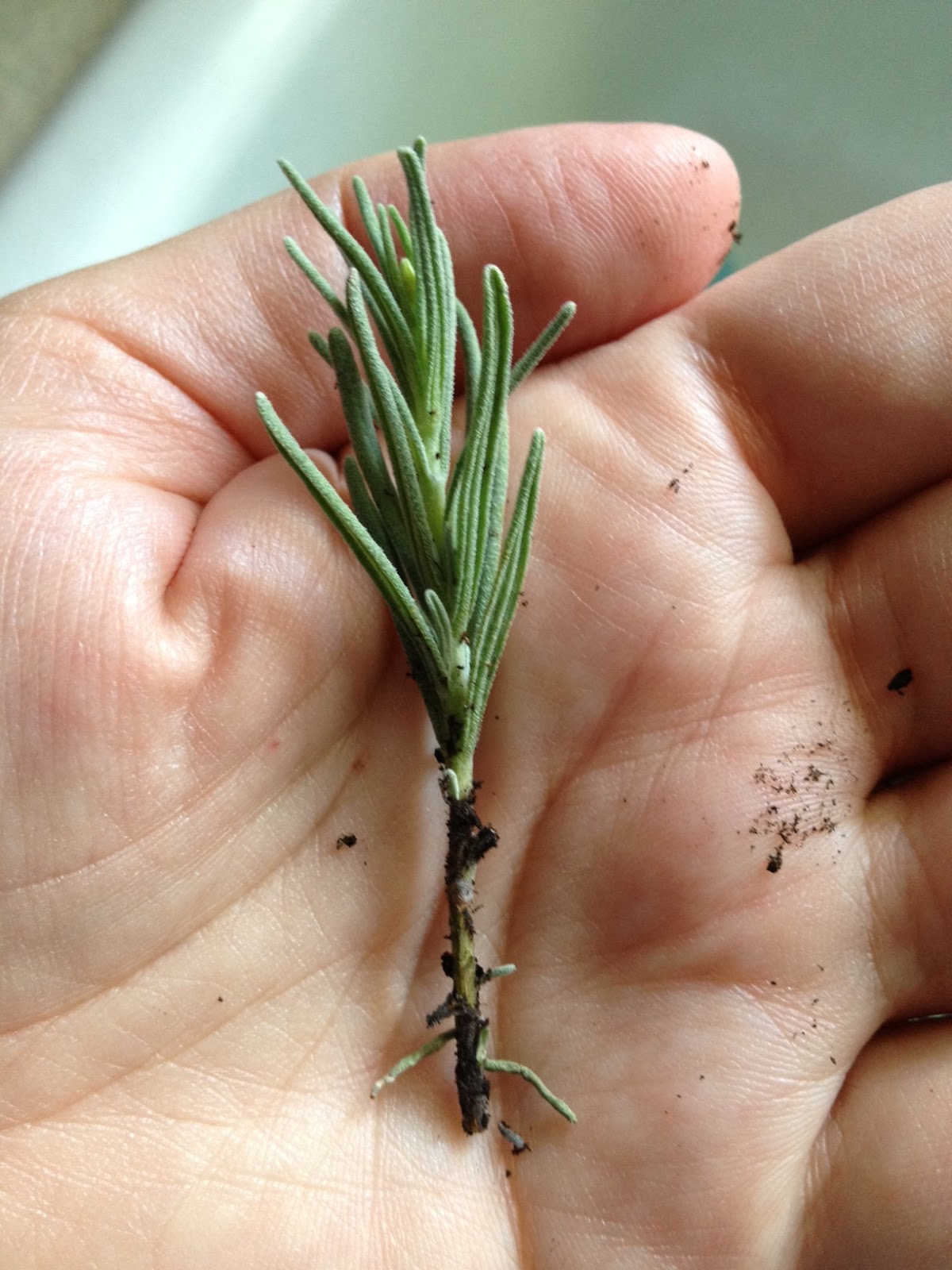 Sunshine Lavender Farm: Lavender Propagation Update