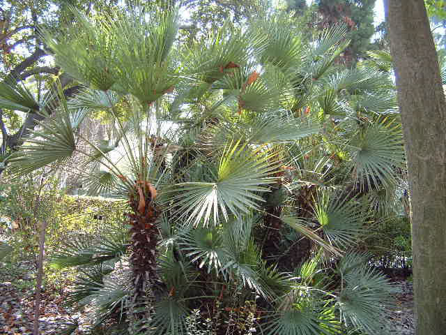 Exportación de palmito