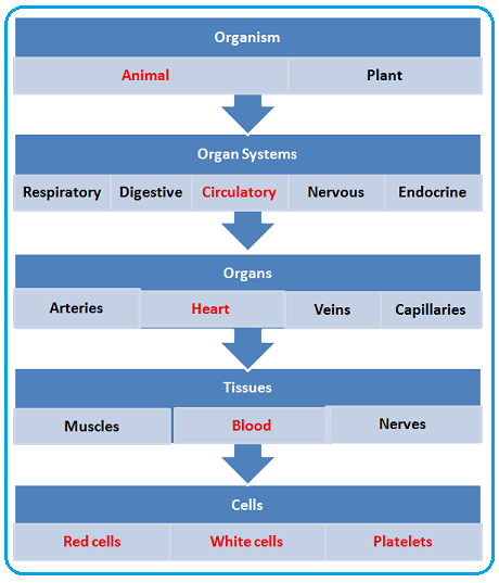 #16: Tissues, Organs and organ Systems | Biology Notes for IGCSE 2014 ...