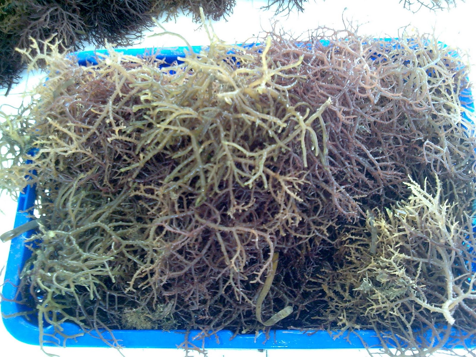 Know your Seaweed! : Kappaphycus alvarezii / Eucheuma cottonii ...