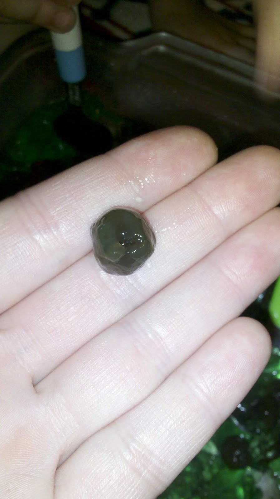 Munchkin and Bean: Frog Eggs