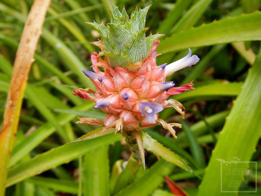 Ananas jadalny - opis i uprawa