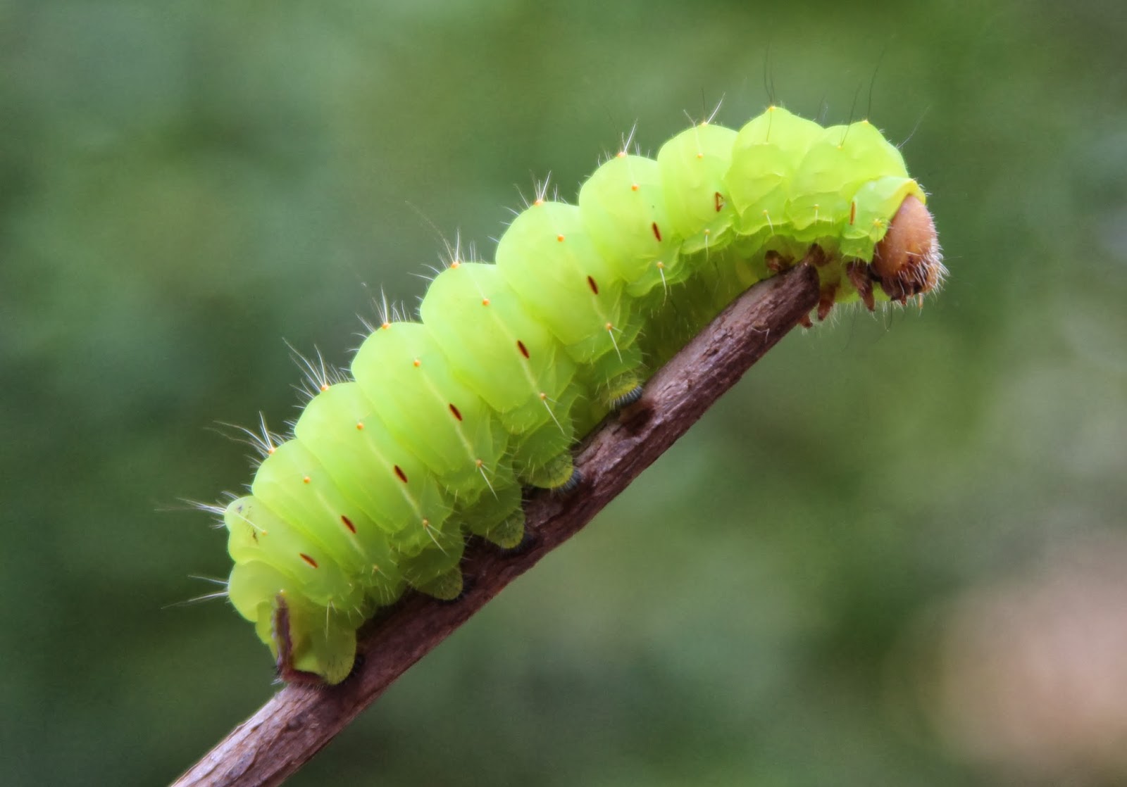 Rainbow Magic Sparkle Butterfly : Insects and Spiders visiting my ...