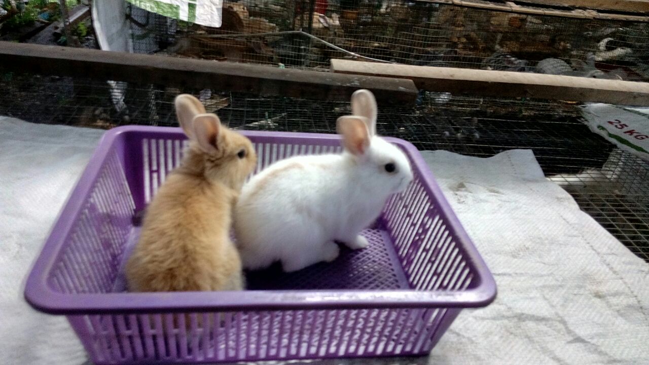 Pembekal dan Menjual Daging Arnab dan Arnab hidup K_ROS Klang Selangor ...