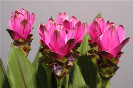 Fleuriste Isabelle Feuvrier: le curcuma