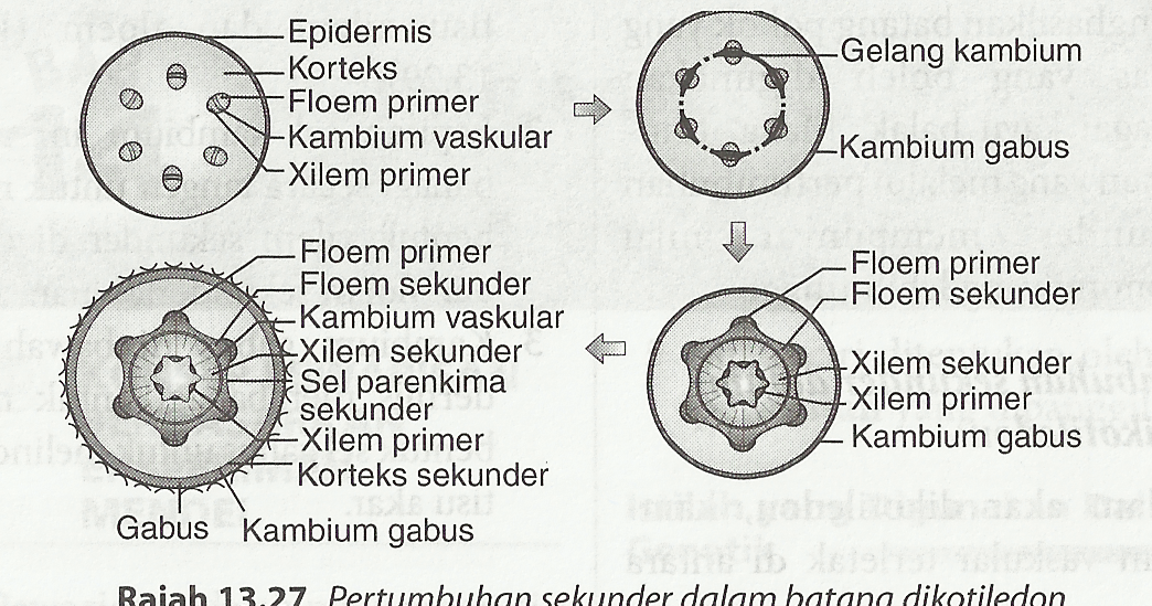 Proses Kejadian Tumbuh - tumbuhan Dari Segi Sains dan Dalam Islam ...