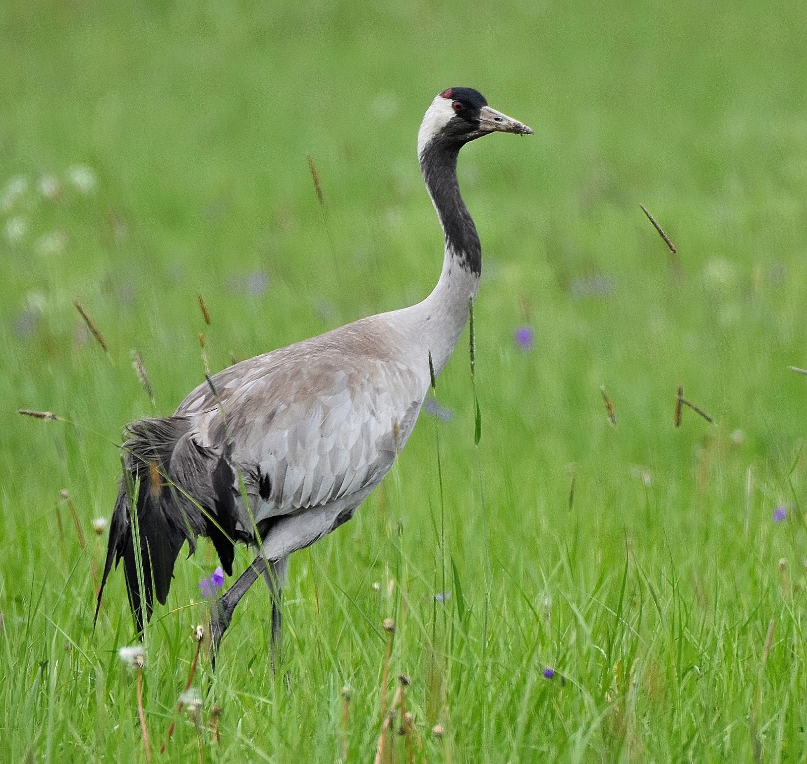 Femhövdad trana: Dammarna 13 juni...