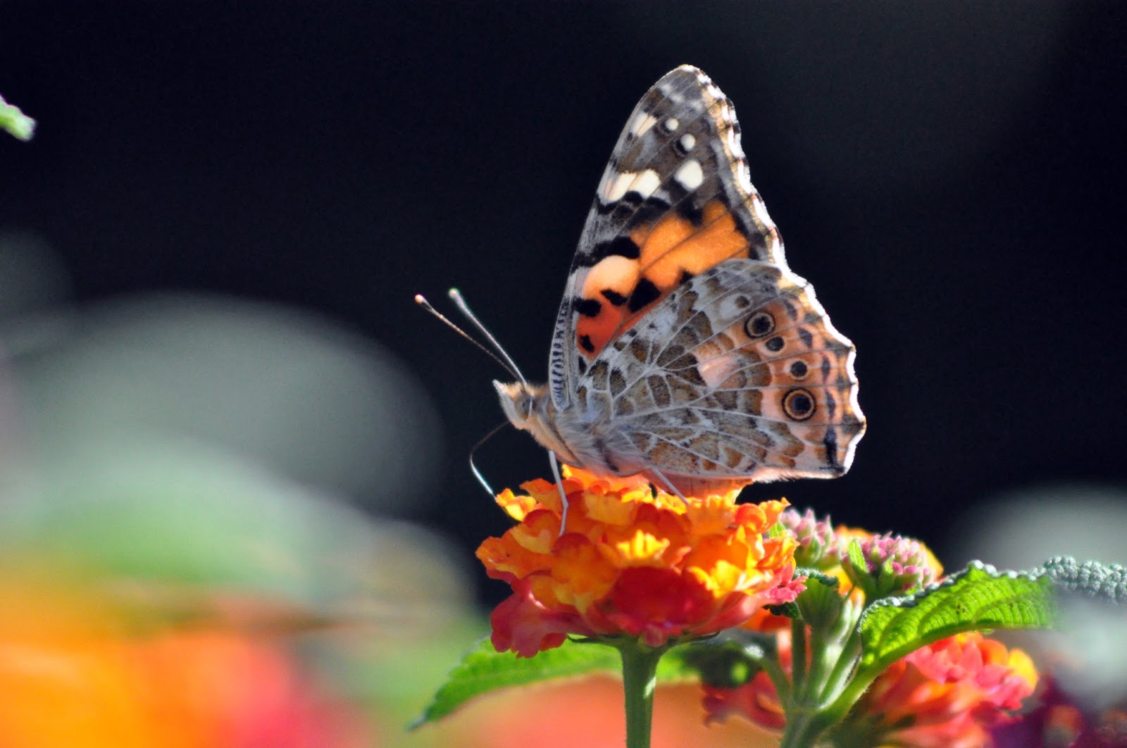 Maltese Nature: A swarm of colourful butterflies