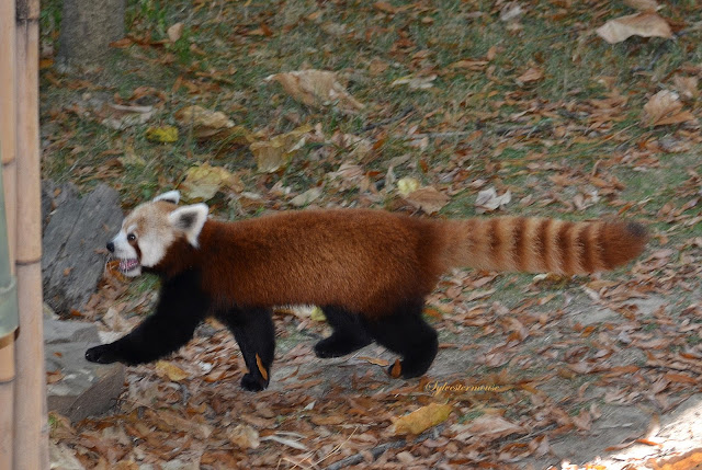 Amazing Wild Animals: The Precious Red Panda