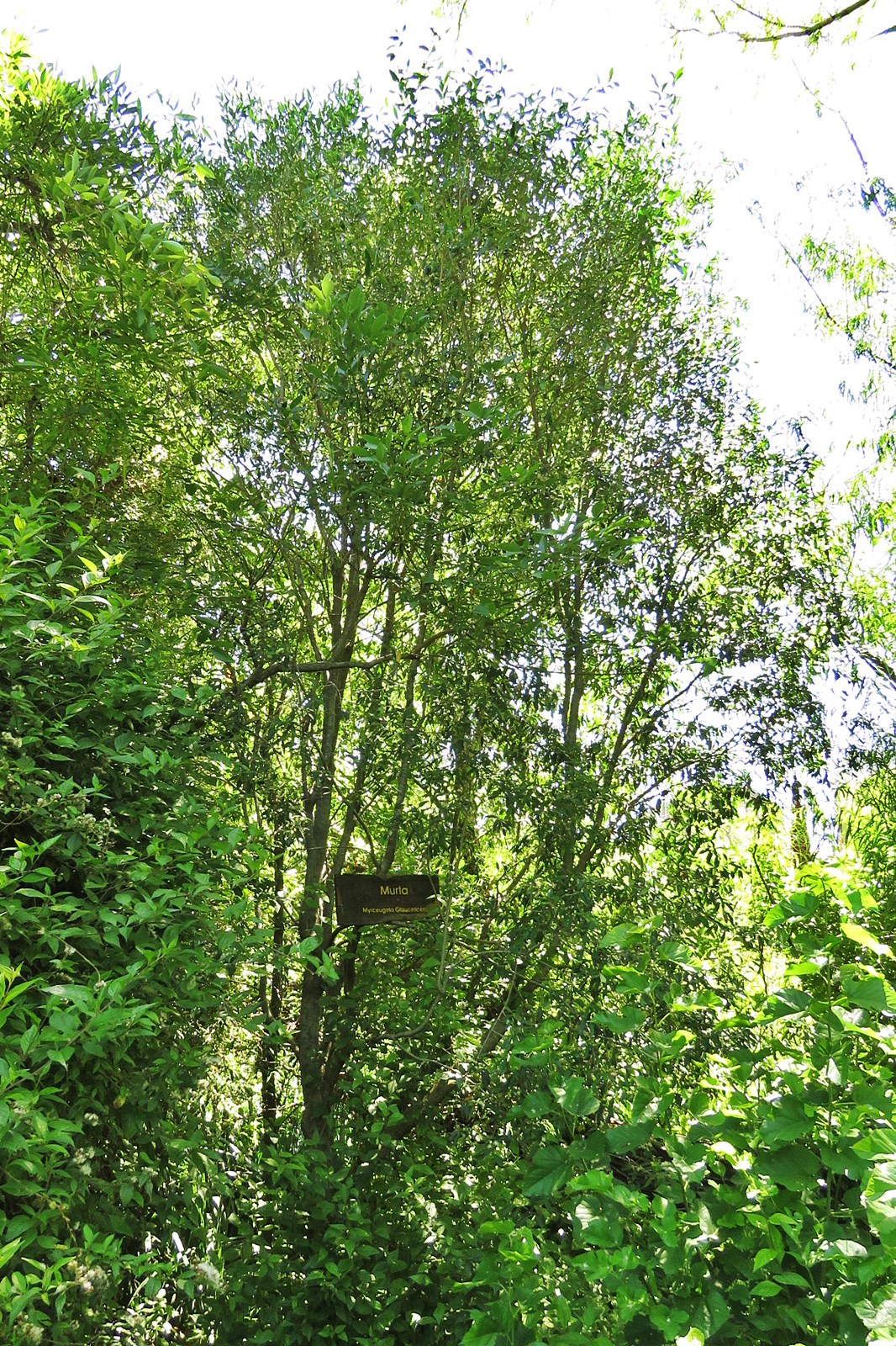 Flora Bonaerense: Murta (Myrceugenia glaucescens)