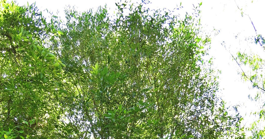 Flora Bonaerense: Murta (Myrceugenia glaucescens)