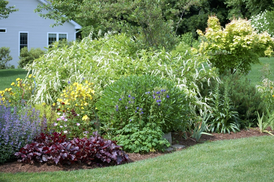 Plant Inventory at 20 Timothy : Birch Garden