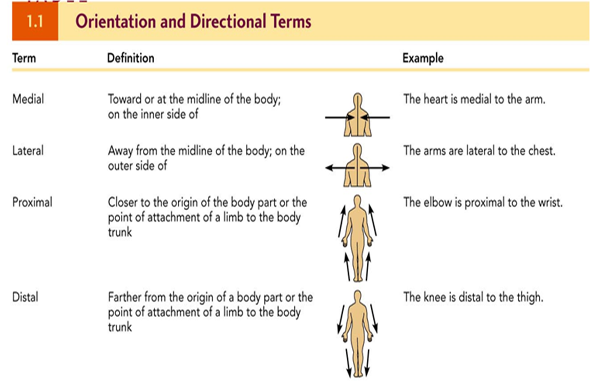 ALL YOU NEED TO ENJOY MEDICINE: IMPORTANT DESCRIPTIVE TERMS AND REGION#3