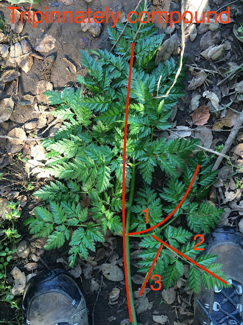 Plant Terminology : Compound Leaf Types