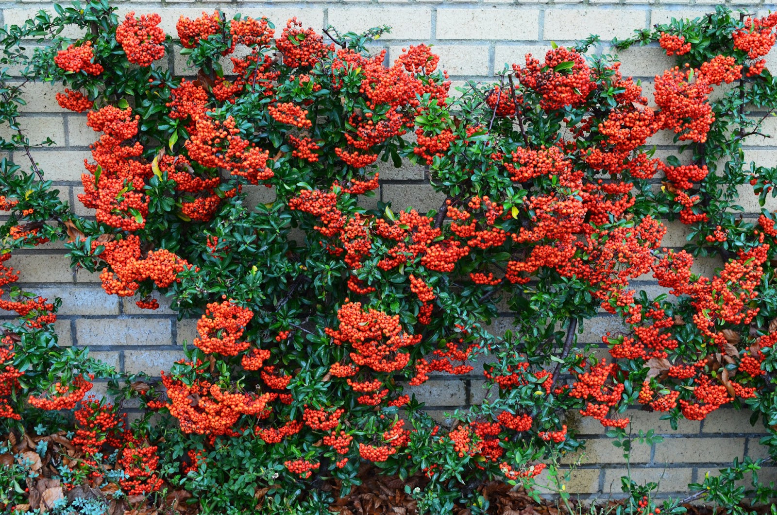 Scarlet Firethorn - Pyracantha coccinea