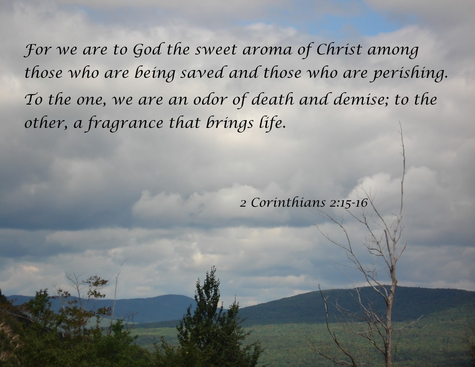 Scarlet Robe Scripture Verses: 2016