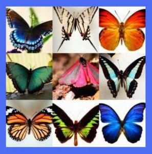 Tipos de Mariposas: Tipos de Mariposas