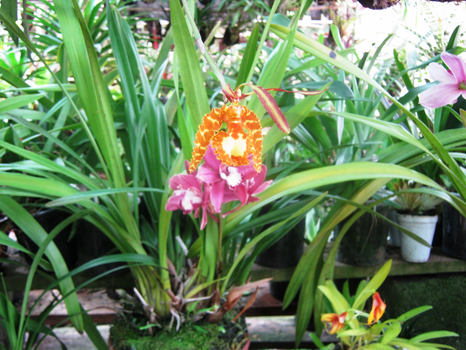 APUNTES - REVISTA DIGITAL DE ARQUITECTURA: Flores y plantas de la Selva ...