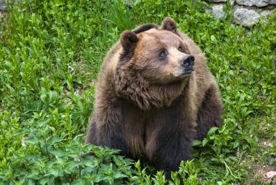 reportages: VALTELLINA: l'orso M25 sbrana quattro asini