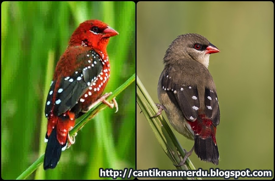 Budidaya Burung: Mengenal beberapa burung Finch yang populer di dunia