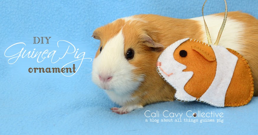Cali Cavy Collective: a blog about all things guinea pig: Guinea Pig ...