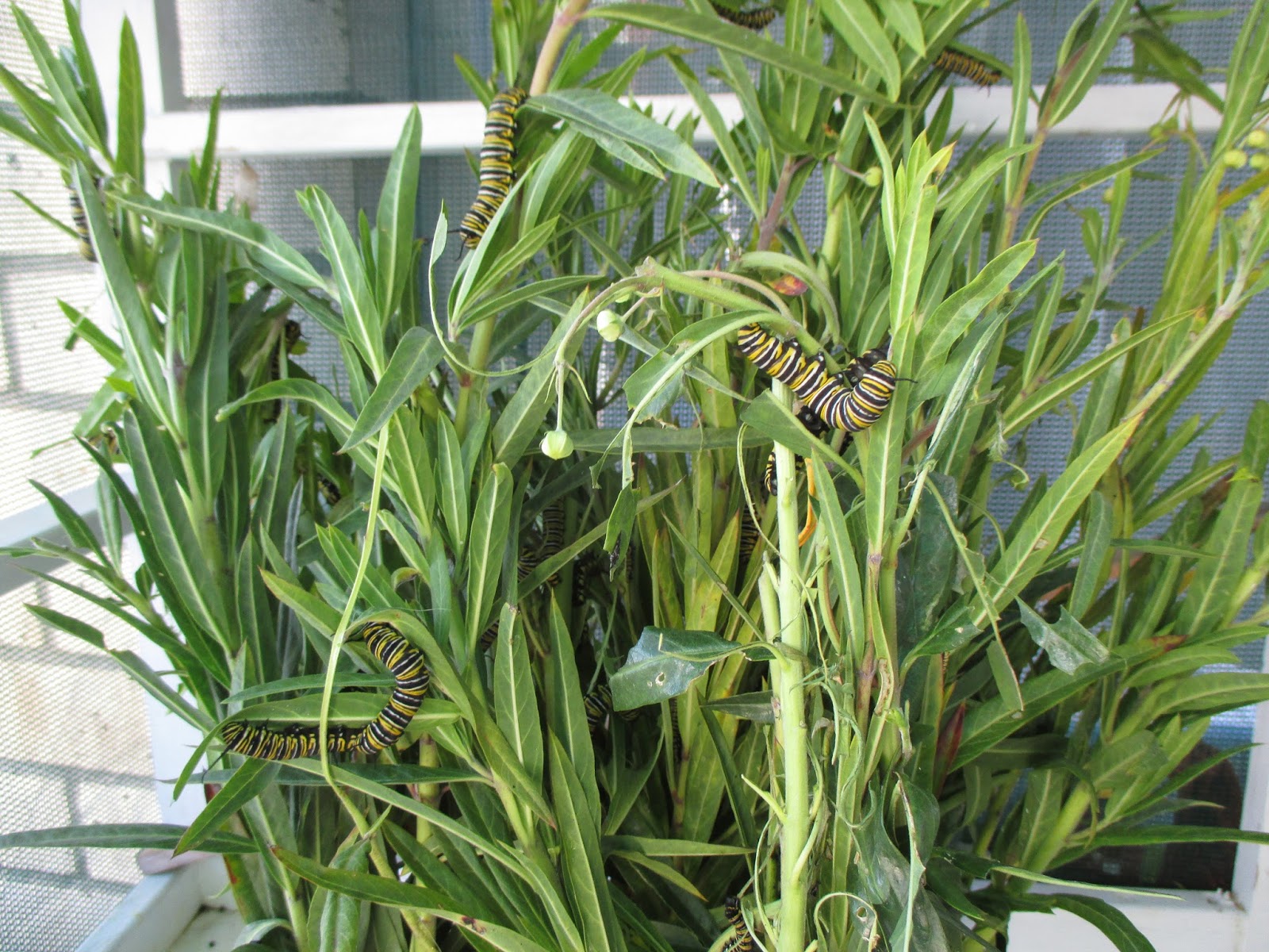 Kamo Lady: SWAN PLANTS