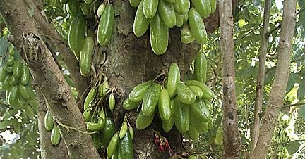 Fruits That Don T Grow On Trees - Jabuticaba - the tree with fruits on ...