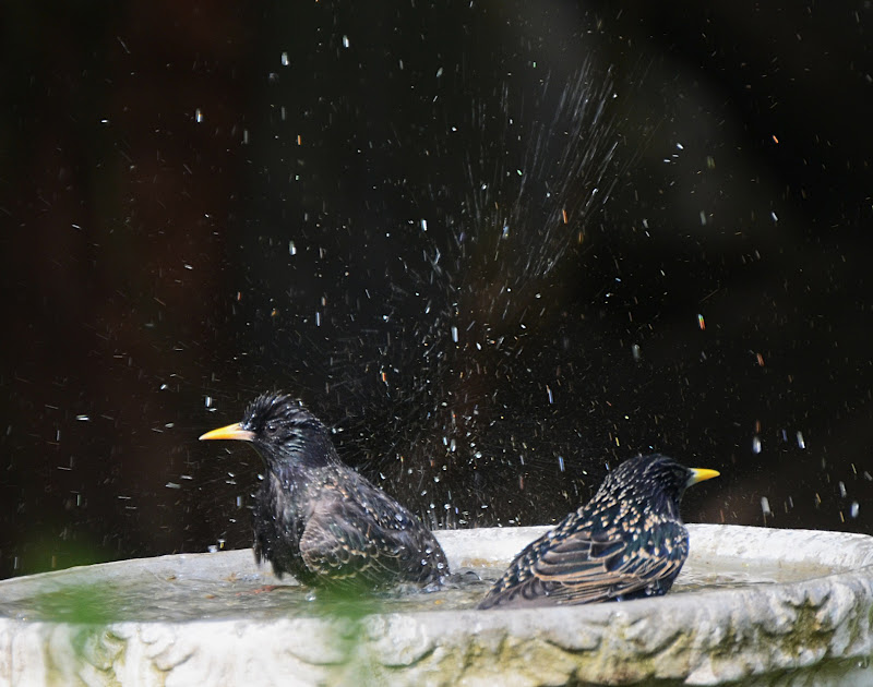 Oregon Backyard Birds, etc.: A Bath Time for Everyone