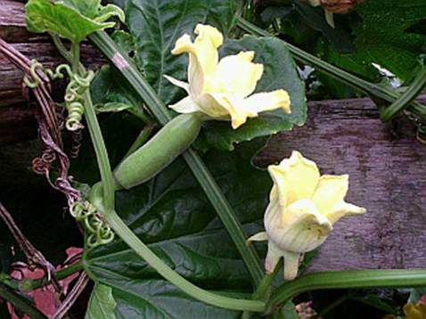 ZOCATO=PEPINO ANGOLO