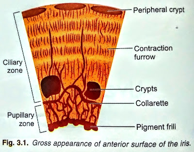 Optometry: IRIS :- Definition , function, Microscopic structure.