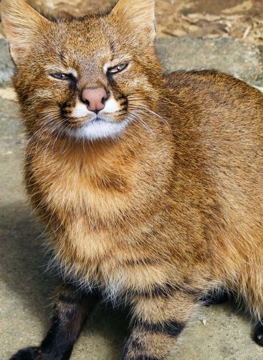 perros y gatos : febrero 2019