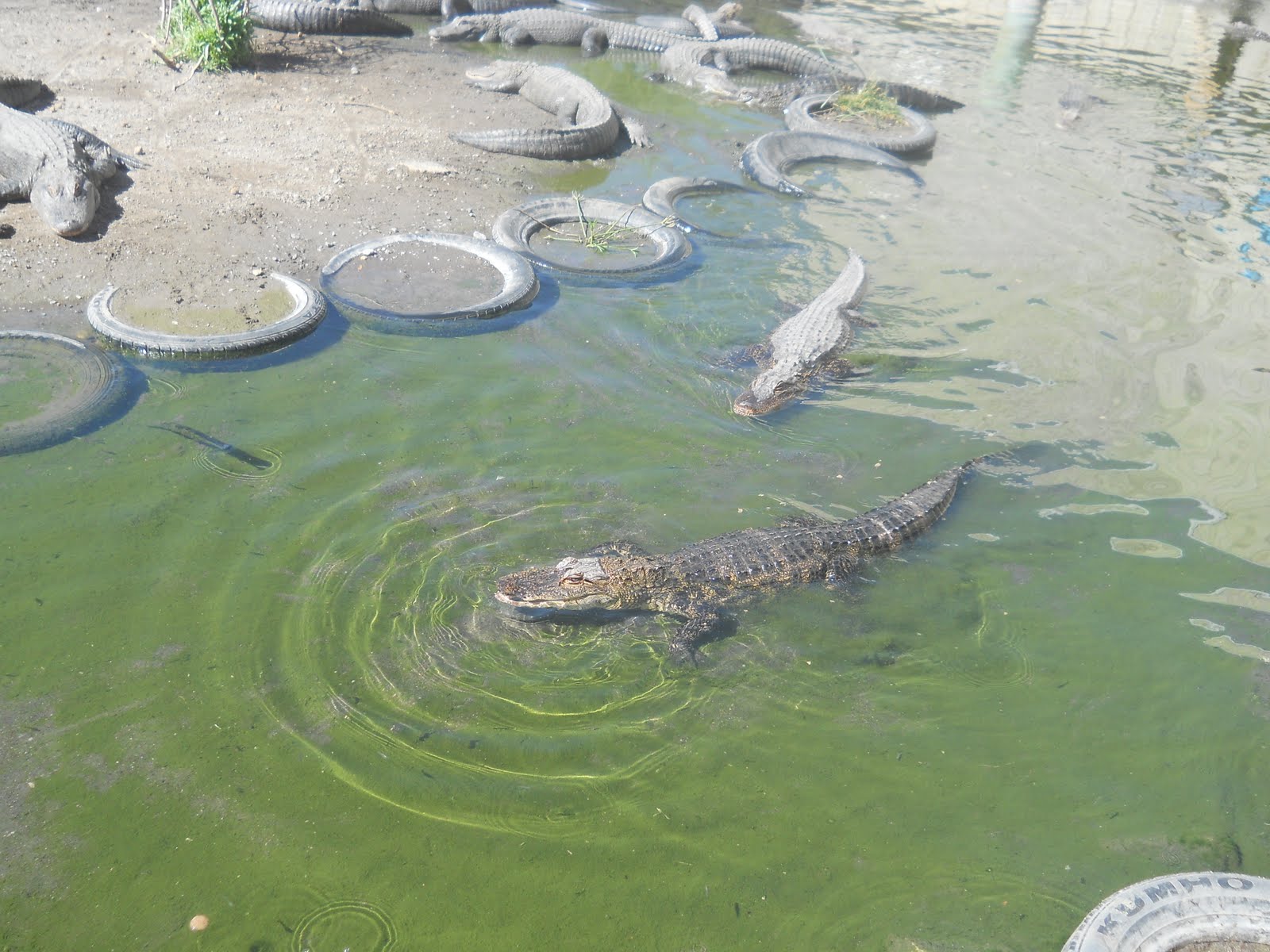 Green Gates Farm: Colorado Gator Farm