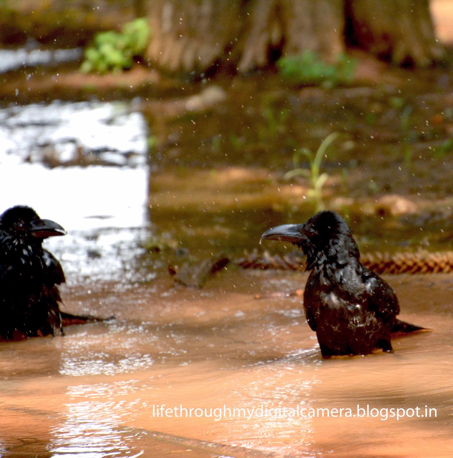 Life Through My Digital Camera : Bathing Ravens Through My Digital Camera