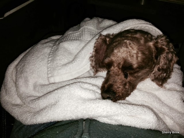 Sherry Brink's Family History - Free Memories: Sherry's photos