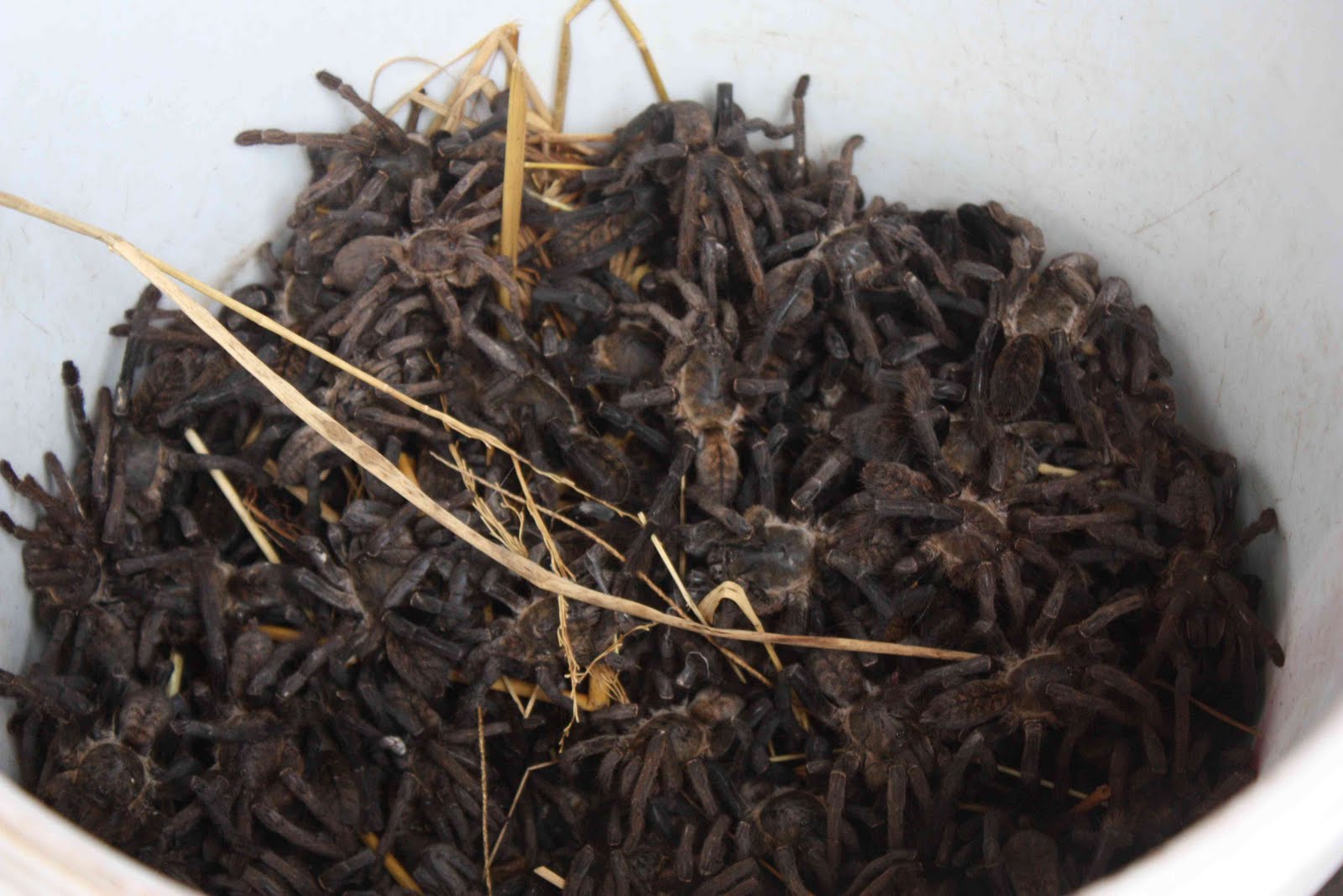 The World Tastes Good: Trip to Kratie & River Dolphins & Fried Tarantulas!