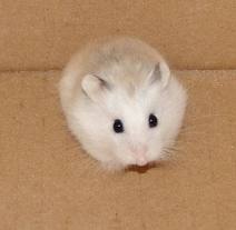 Roborovski Hamster