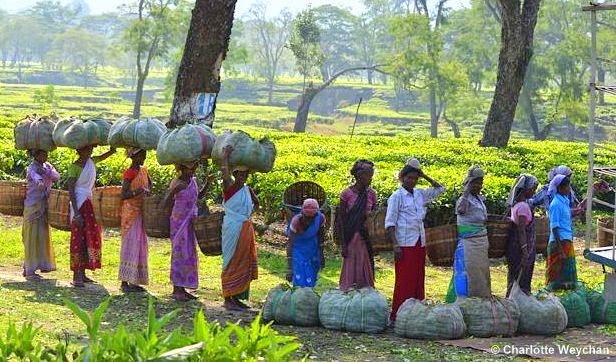 Thoughtful Thursday - Tea plantations in Assam