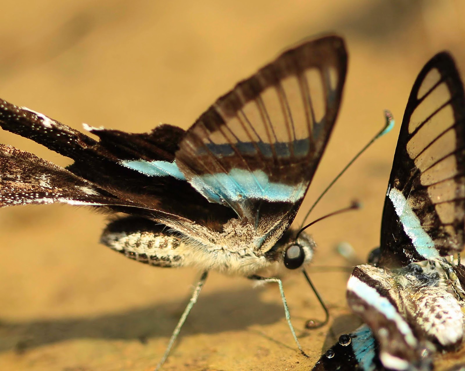 Butterflies of Vietnam: 162. Lamproptera meges (The Green Dragontail)