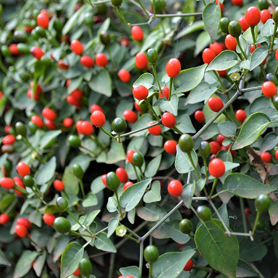 Plants & Gardens in Colonial & Early America: Plants in Early American ...