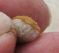 Esperance Wildflowers: Asteridea chaetopoda – Gypsum Daisy